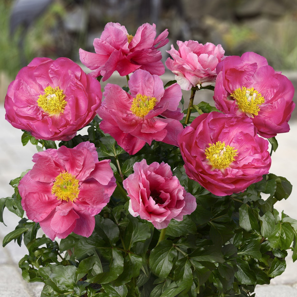 Patio Peony – A new peony cultivar, developed for compact growing in ...