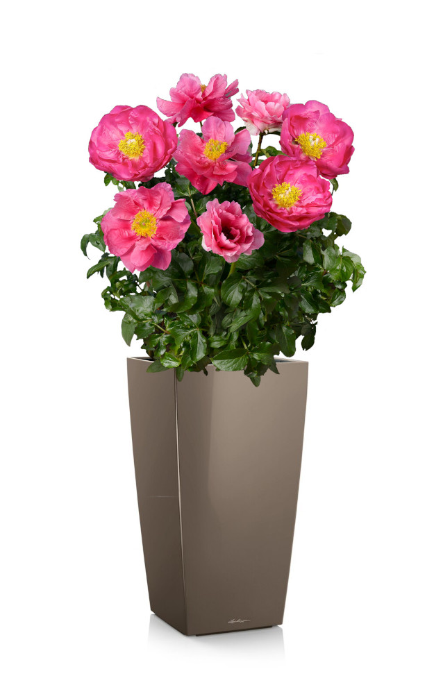 Patio Peony – A new peony cultivar, developed for compact growing in ...