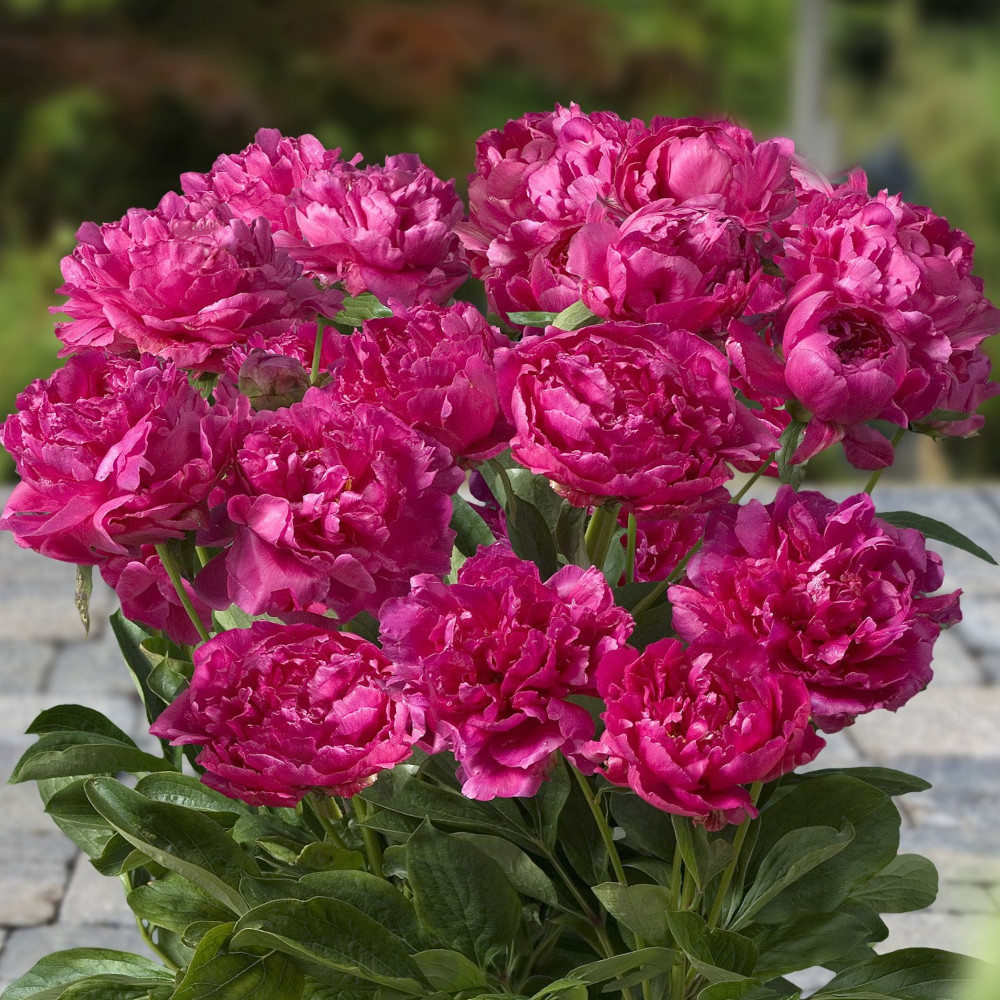 Patio Peony – A new peony cultivar, developed for compact growing in ...
