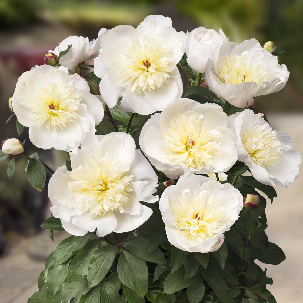 Patio Peony – A new peony cultivar, developed for compact growing in ...