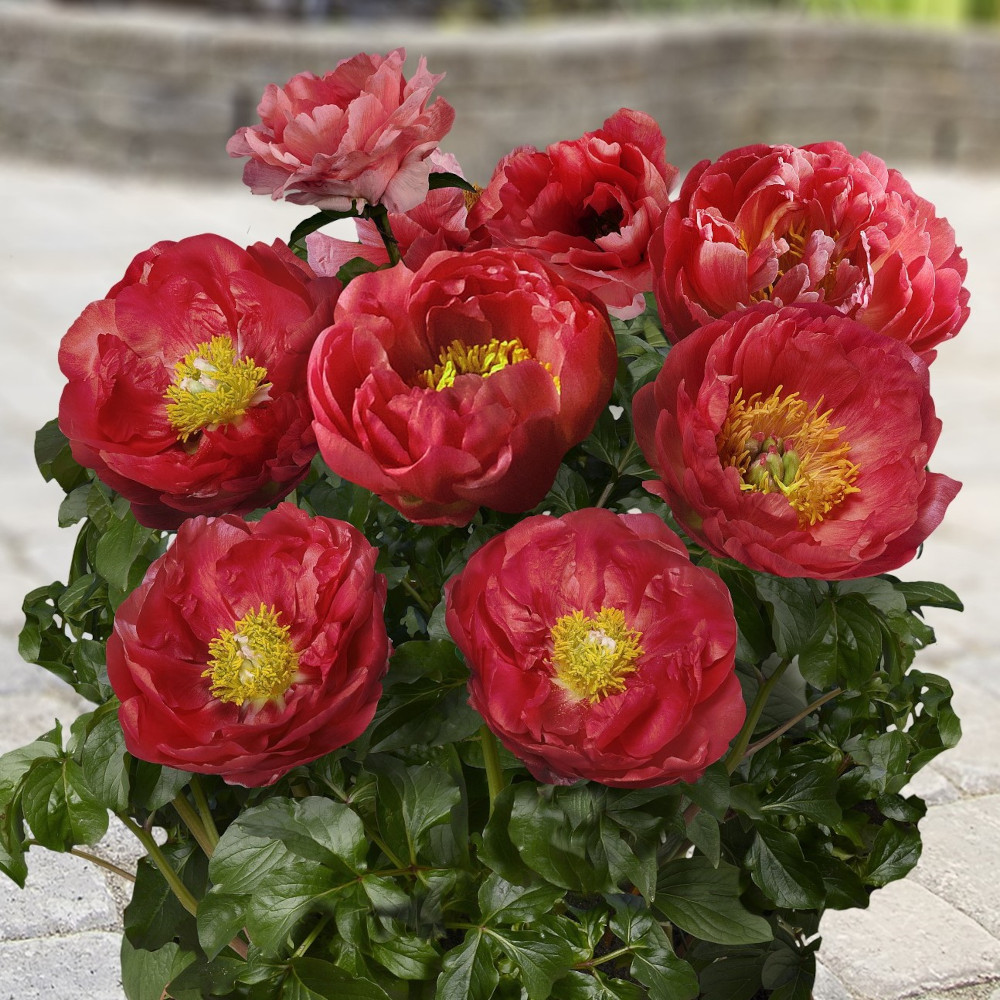 Patio Peony – A new peony cultivar, developed for compact growing in ...