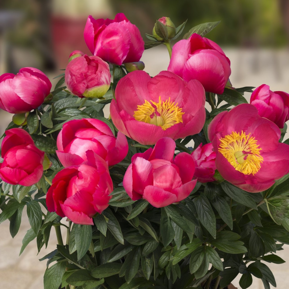 Patio Peony – A new peony cultivar, developed for compact growing in ...
