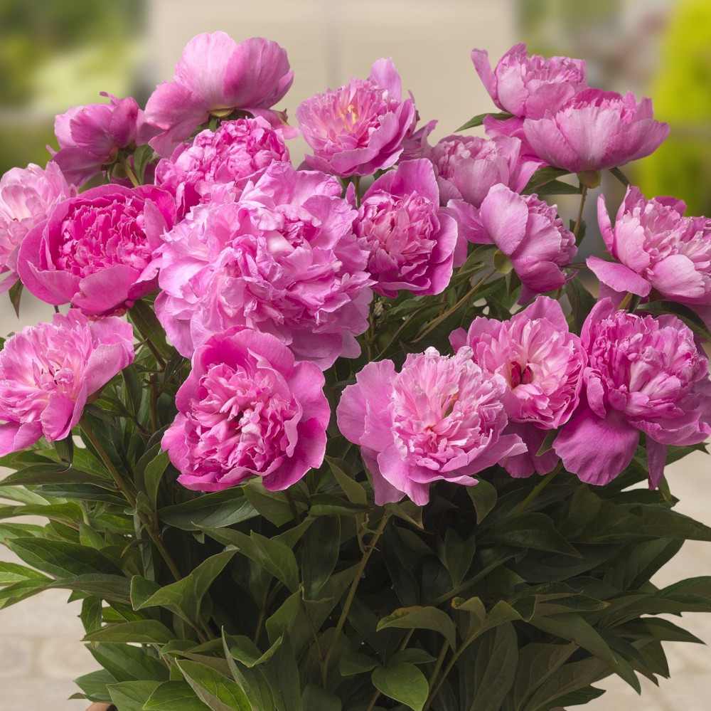 Patio Peony – A new peony cultivar, developed for compact growing in ...